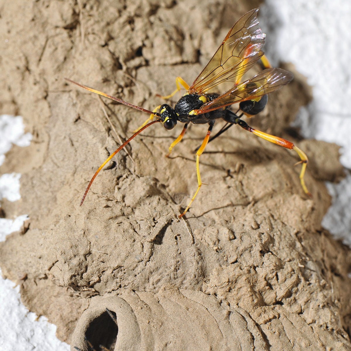 Acroricnus seductor parasitant Sceliphron sp- Christophe Pellé