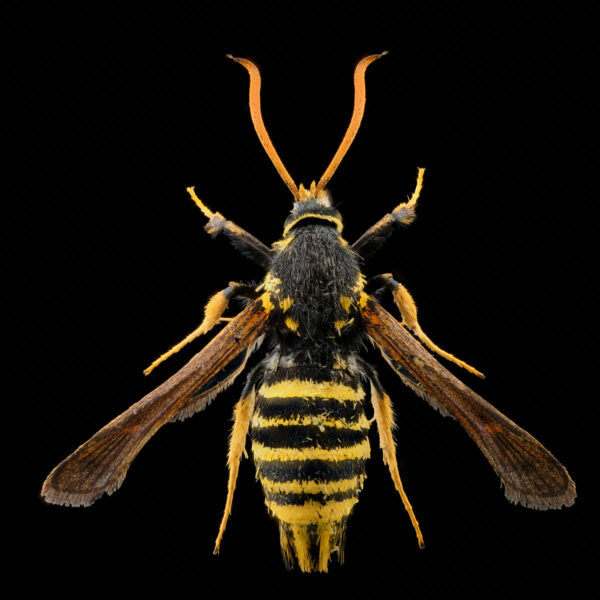 Paranthrene tabaniformis, la sésie asiliforme - Christophe Pellé