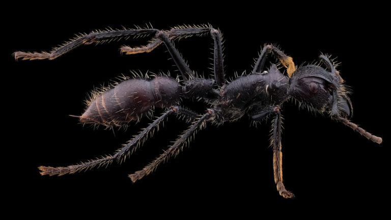 Paraponera clavata, la fourmi balle de fusil - Christophe Pellé