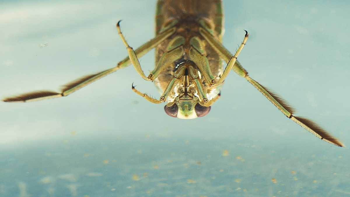 Notonecta glauca, l'abeille d'eau - Christophe Pellé