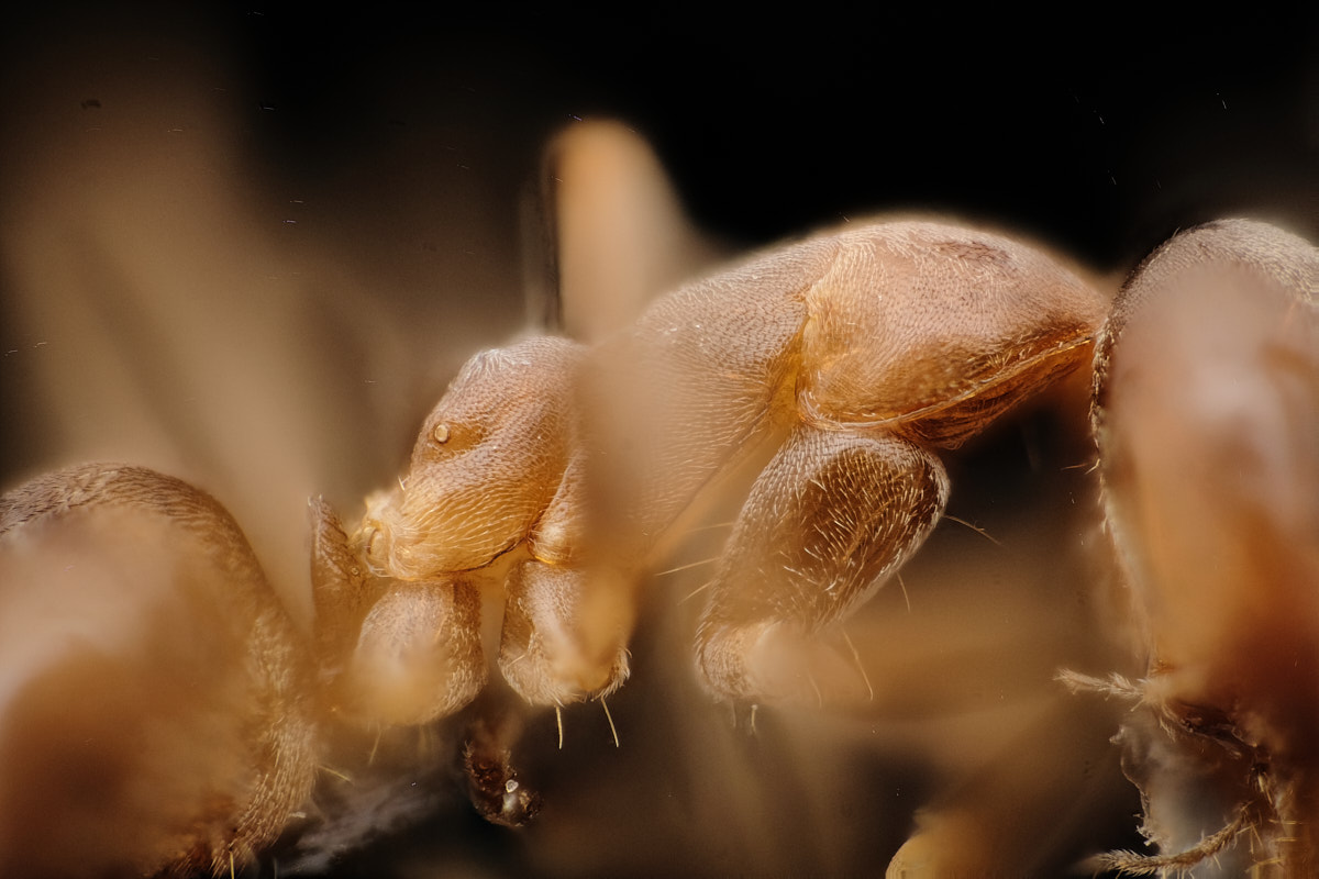 Linepithema humile, la fourmi d'Argentine - Christophe Pellé