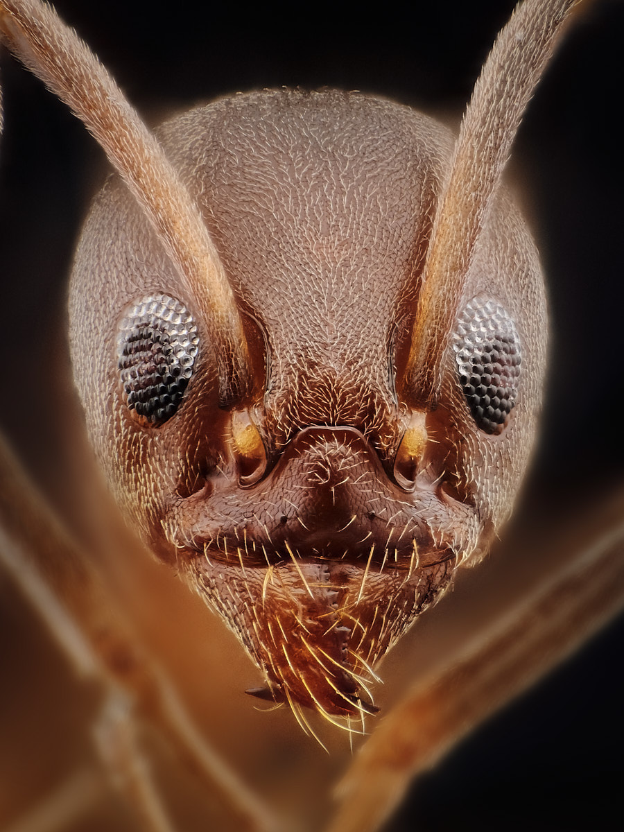 Linepithema humile, la fourmi d'Argentine - Christophe Pellé