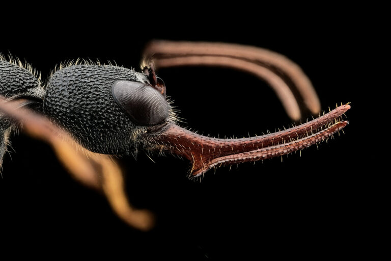 Harpegnathos venator, jumping ant - Christophe Pellé